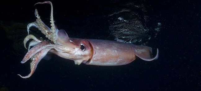 Seafood Media Group - Noticias - Comisión de Pesca del Senado despacha ...